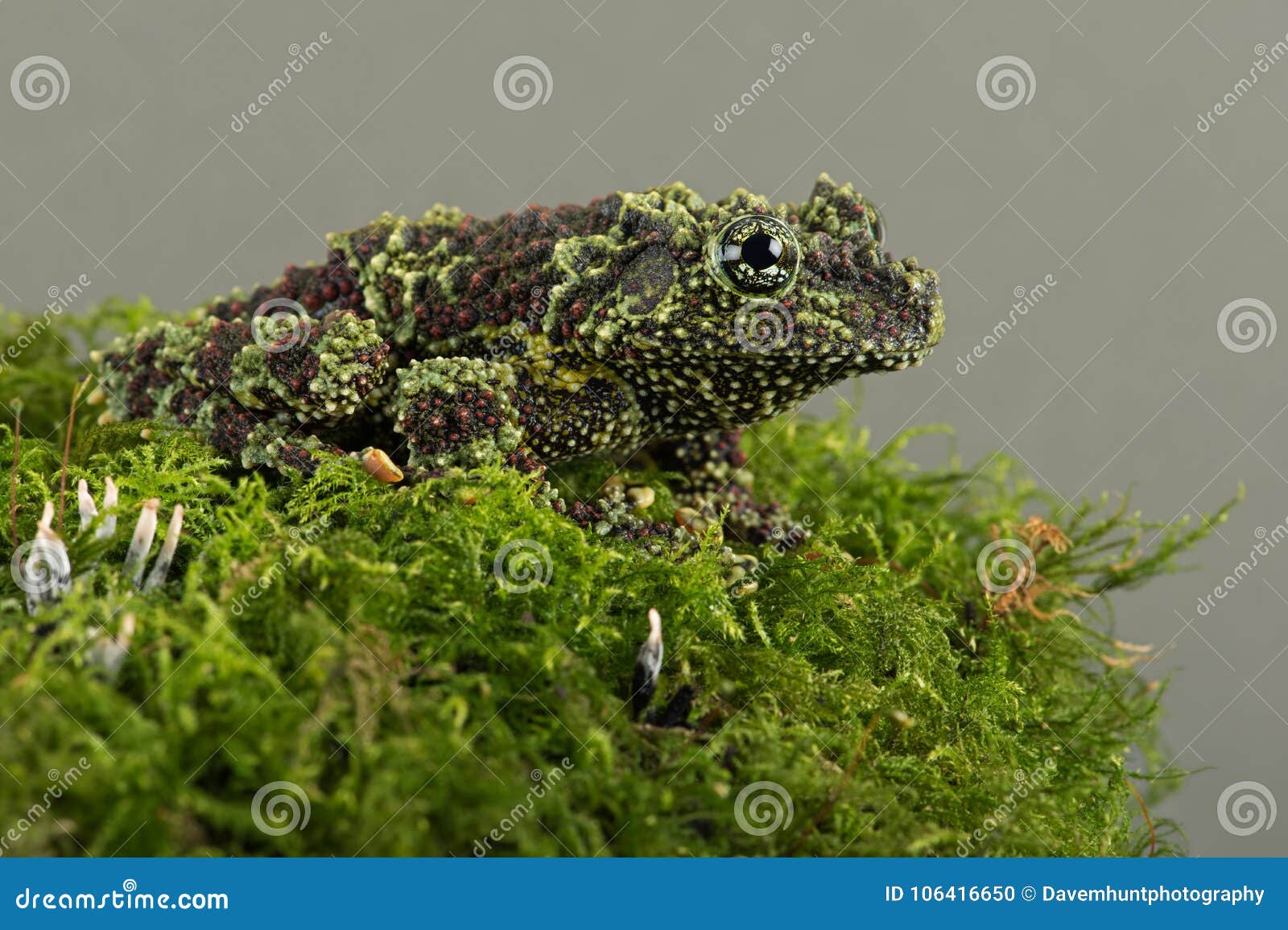 Vietnamese Mossy Frog Theloderma Corticale Stock Photo - Image of ...