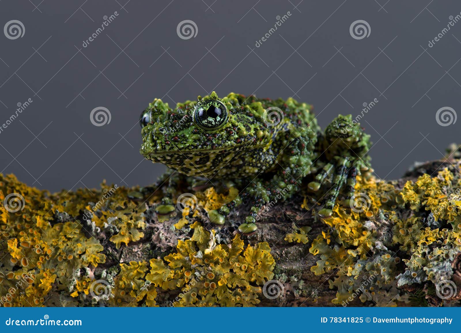 Vietnamese Mossy Frog (Theloderma Corticale) Stock Image - Image of ...