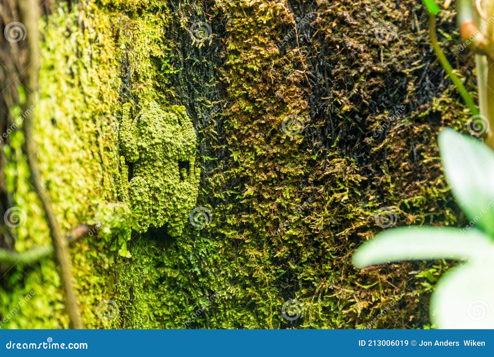 Vietnamese Mossy Frog, Theloderma Corticale Reptile Stock Image - Image ...