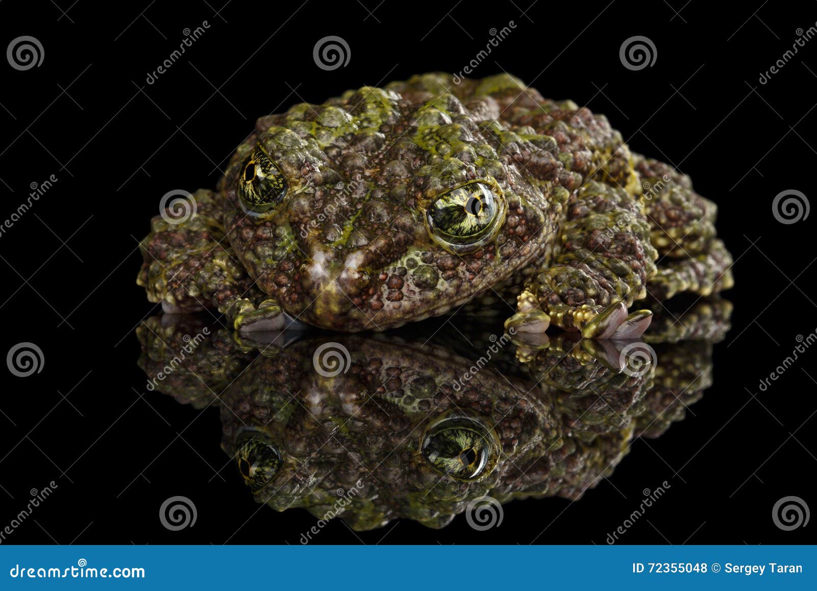 Vietnamese Mossy Frog, Theloderma Corticale, Tonkin Bug-eyed Frog ...