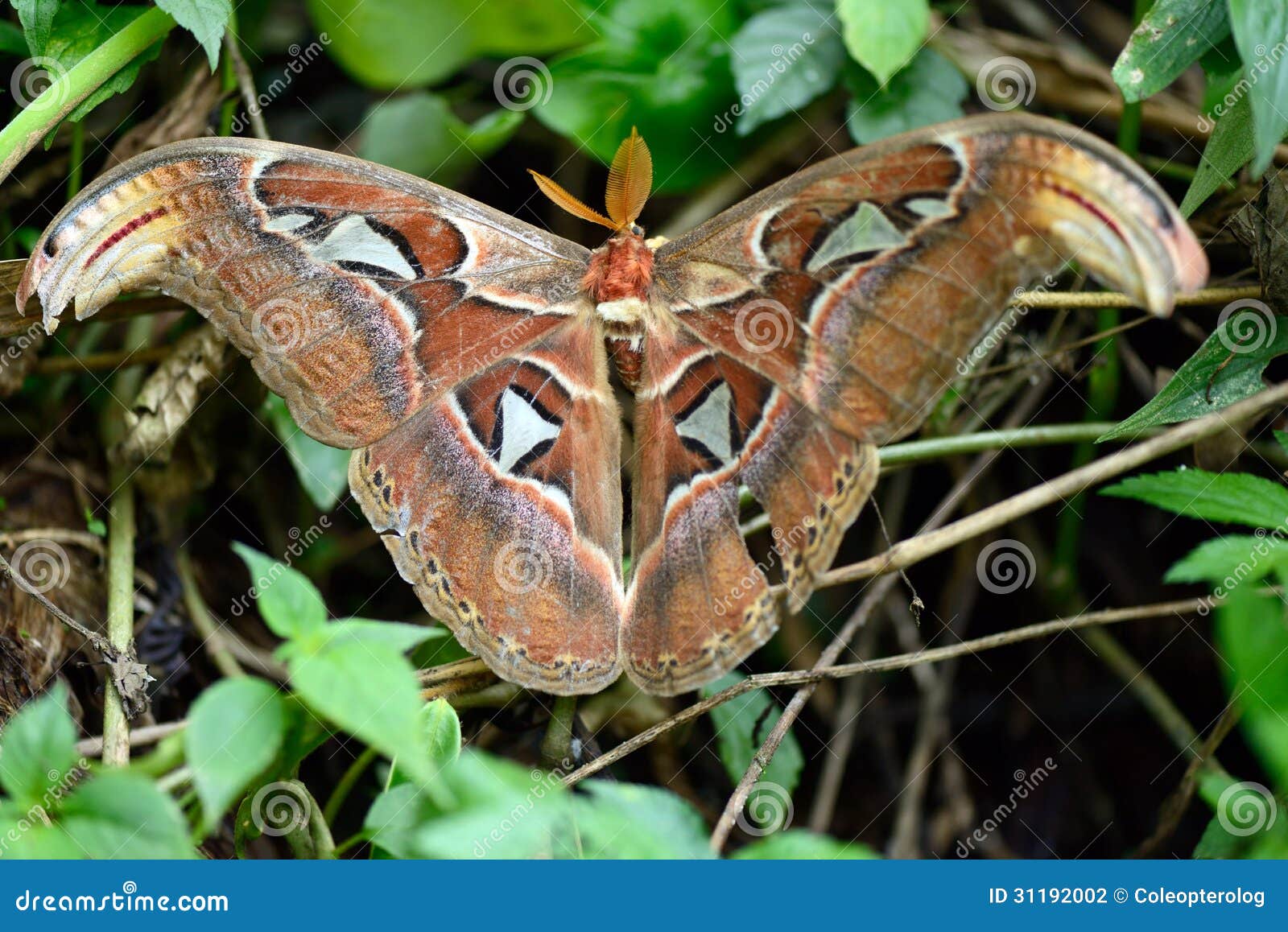 Vietnamese moth stock photo. Image of animals, wildlife - 31192002
