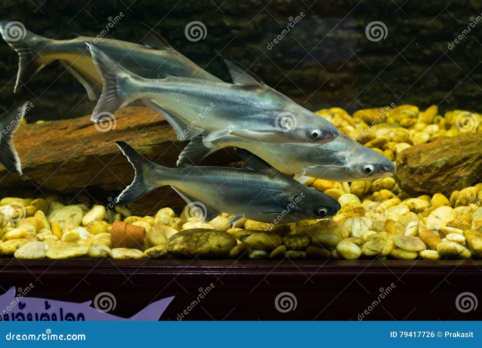 Vietnamese Pangasius, Basa Fish Stock Image | CartoonDealer.com #79425319