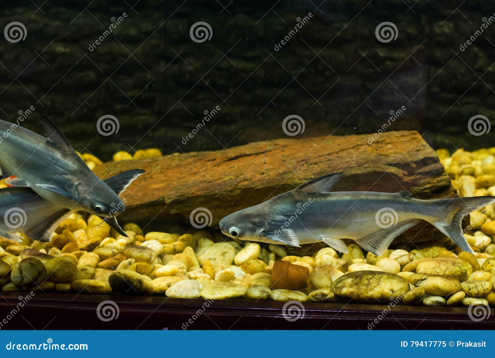 Vietnamese Pangasius, Basa Fish Stock Image - Image of close, nature ...