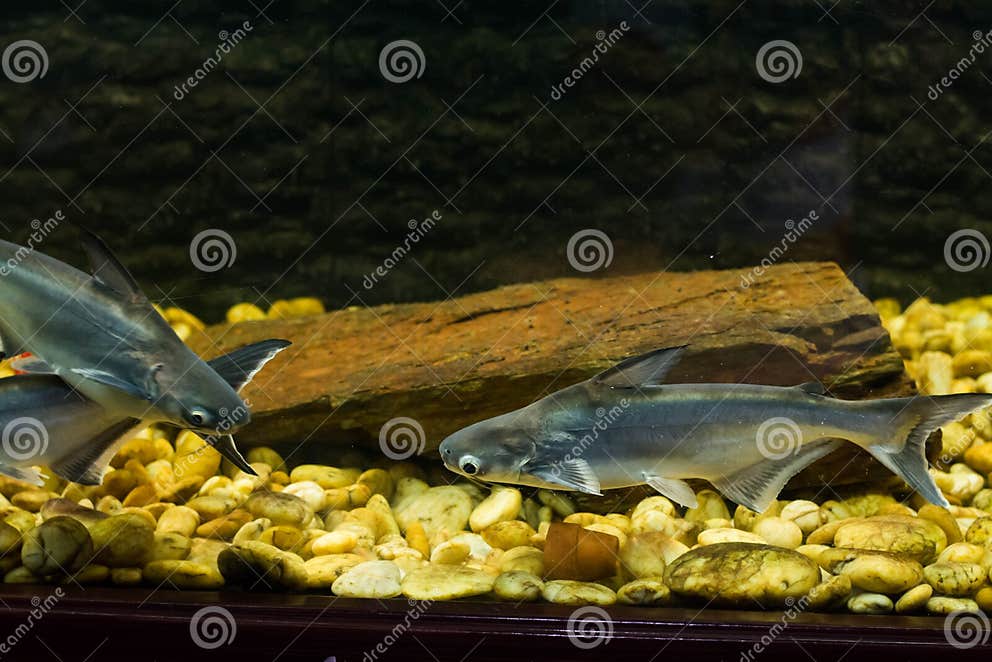 Vietnamese Pangasius, Basa Fish Stock Image - Image of close, nature ...