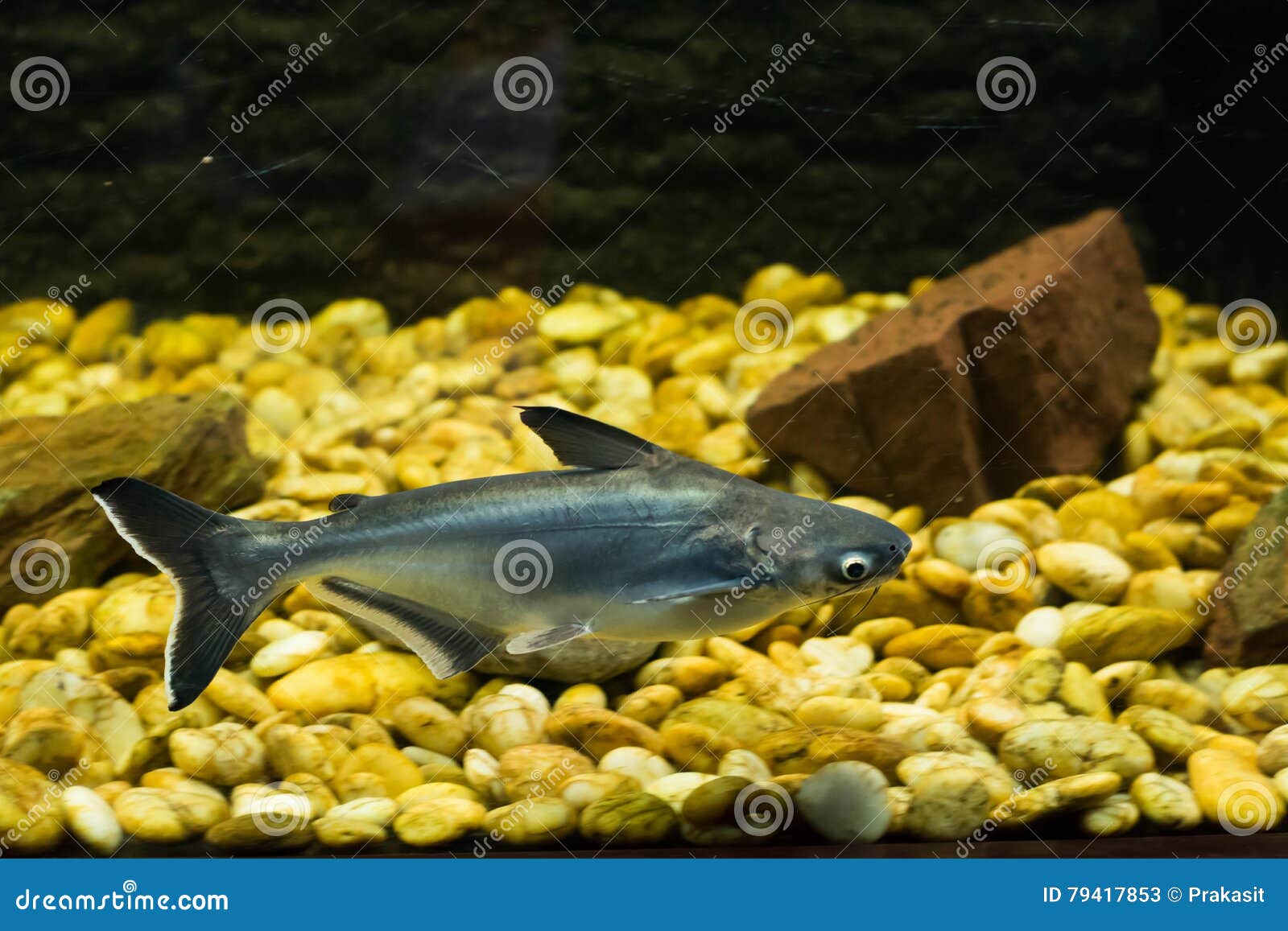 Vietnamese Pangasius, Basa Fish Stock Image - Image of river, basa ...