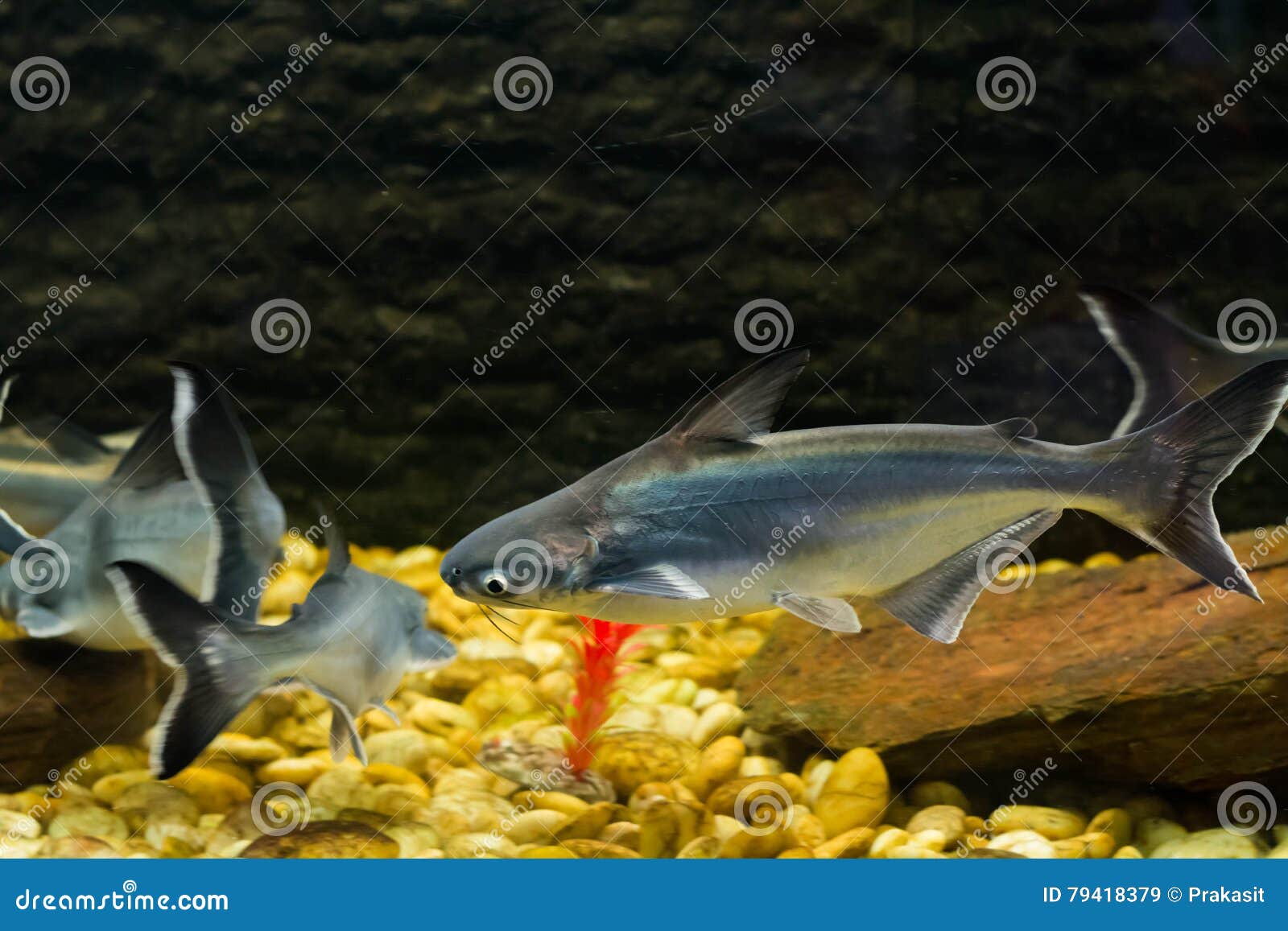 Vietnamese Pangasius, Basa Fish Stock Image - Image of nature ...