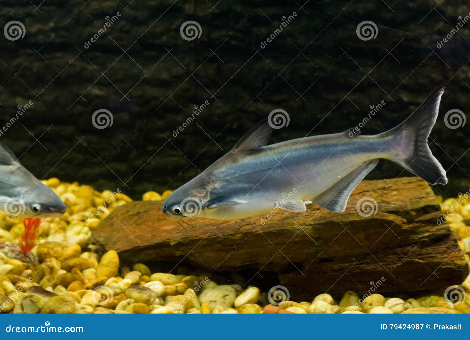 Vietnamese Pangasius, Basa Fish Stock Image | CartoonDealer.com #79425319