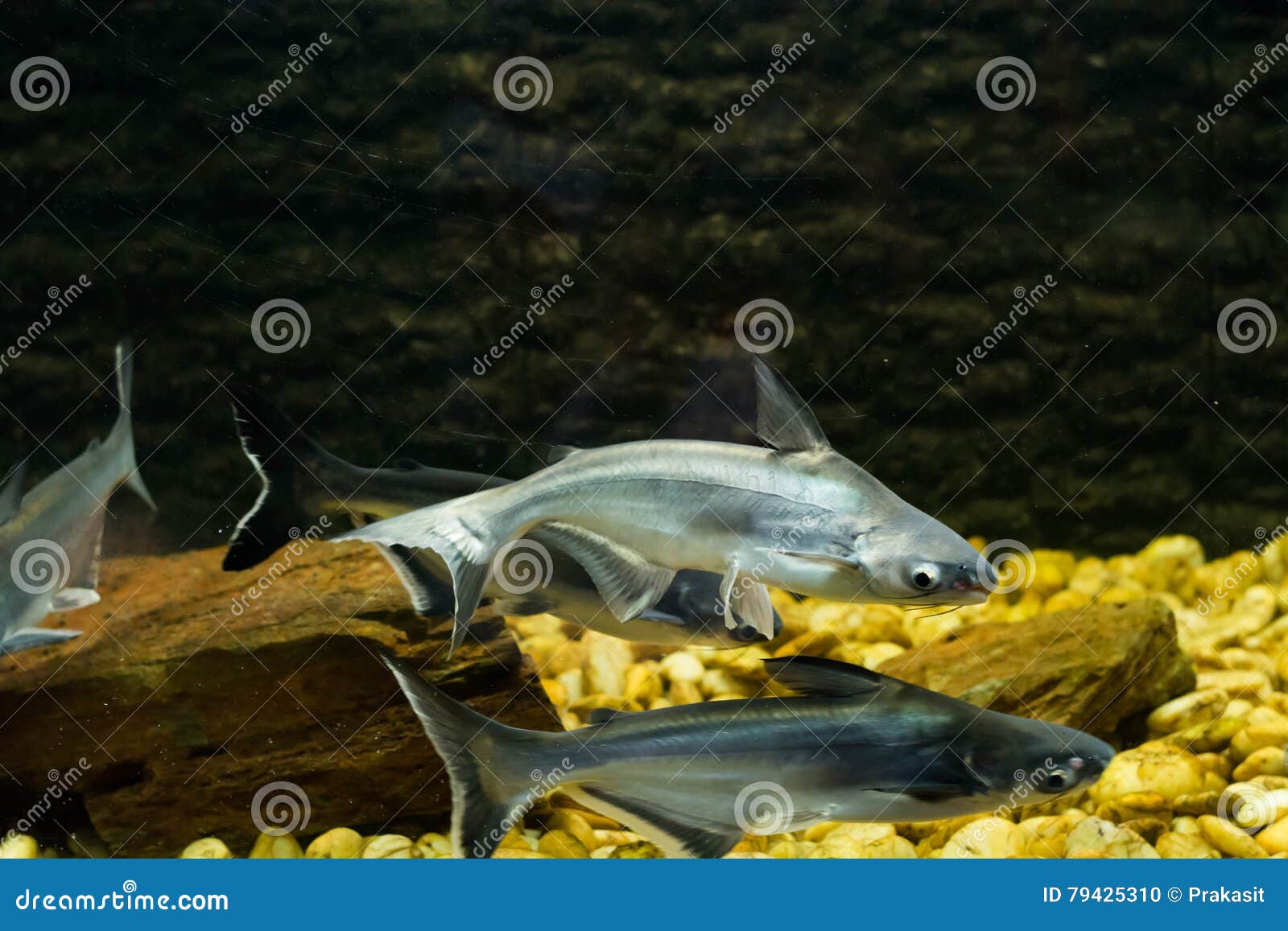 Vietnamese Pangasius, Basa Fish Stock Image | CartoonDealer.com #79425319