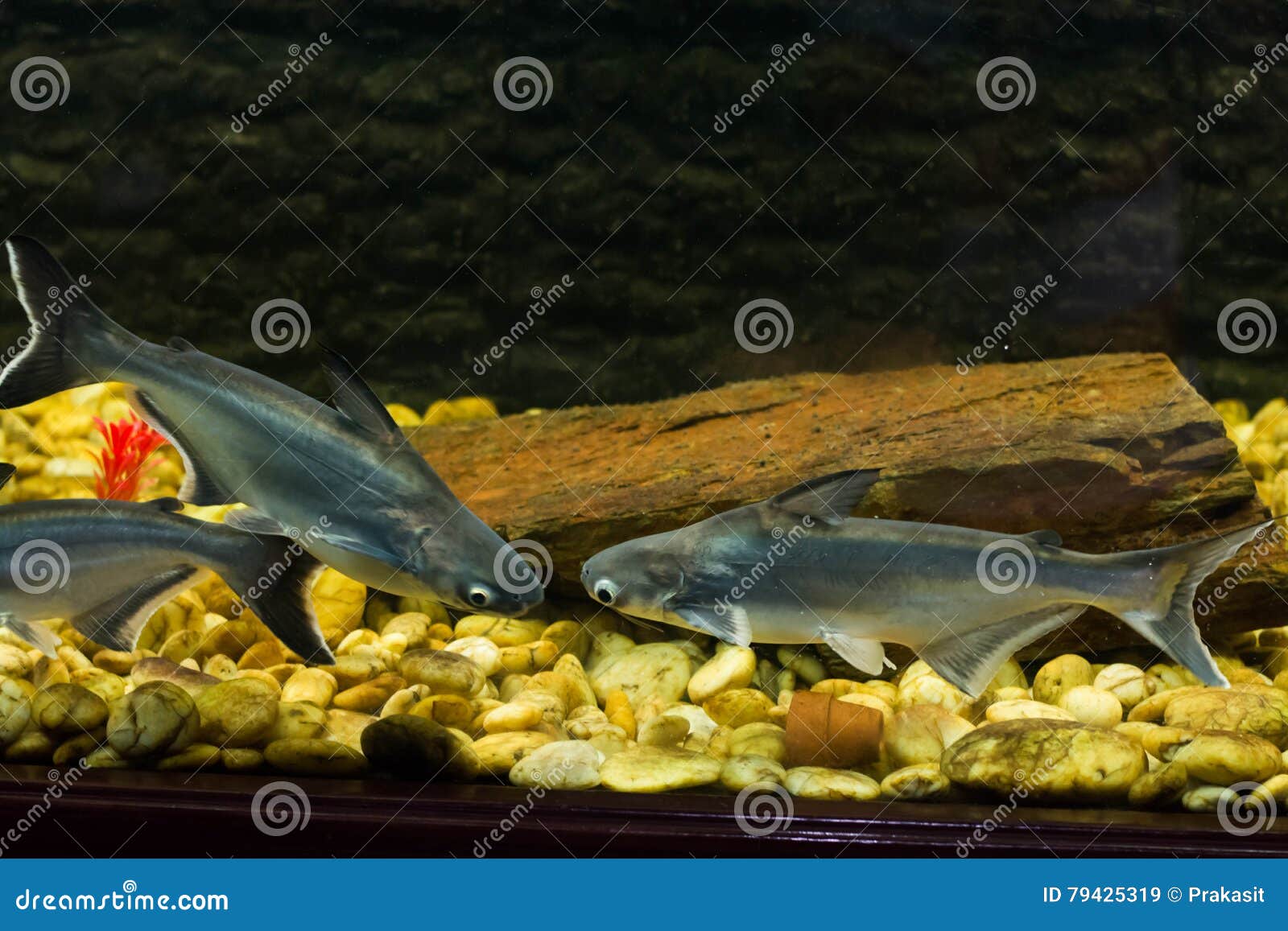 Vietnamese Pangasius, Basa Fish Stock Image - Image of close ...