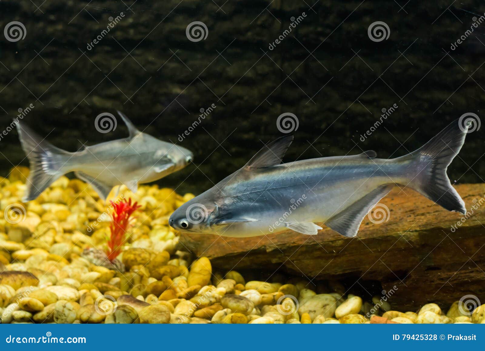 Vietnamese Pangasius, Basa Fish Stock Photo - Image of southeastern ...