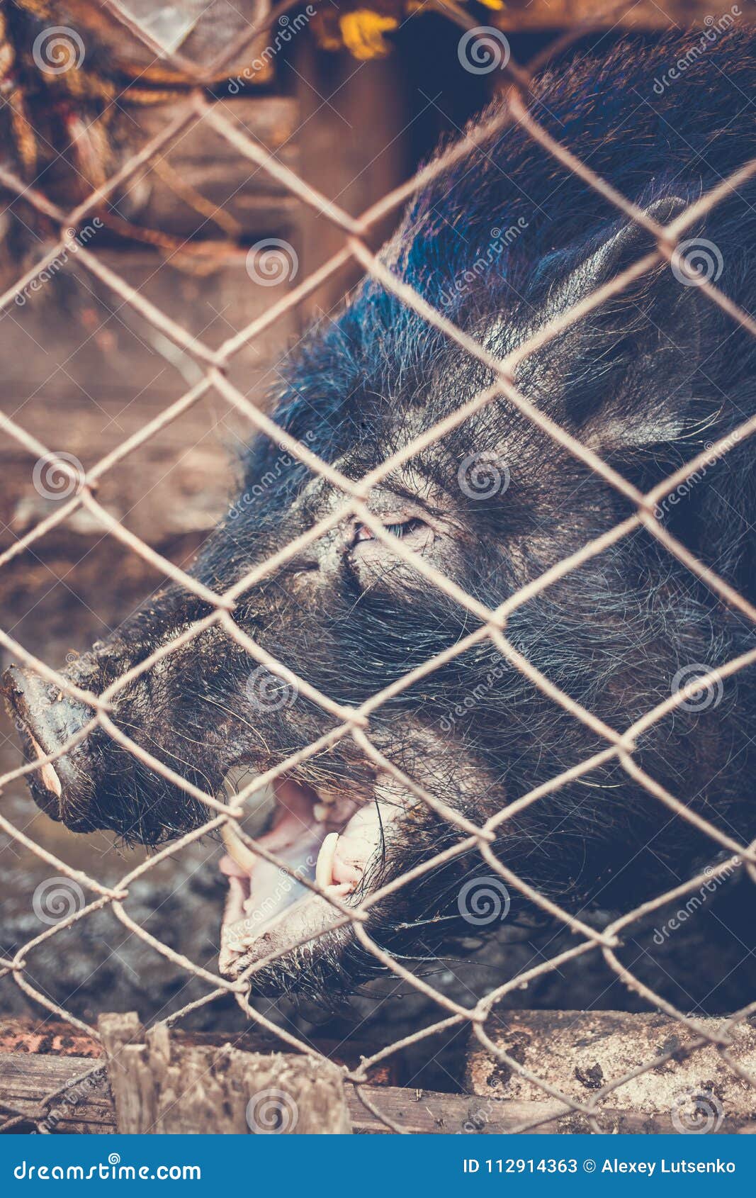 Vietnamese Pig Behind a Mesh Fence on a Farm. Stock Image - Image of ...