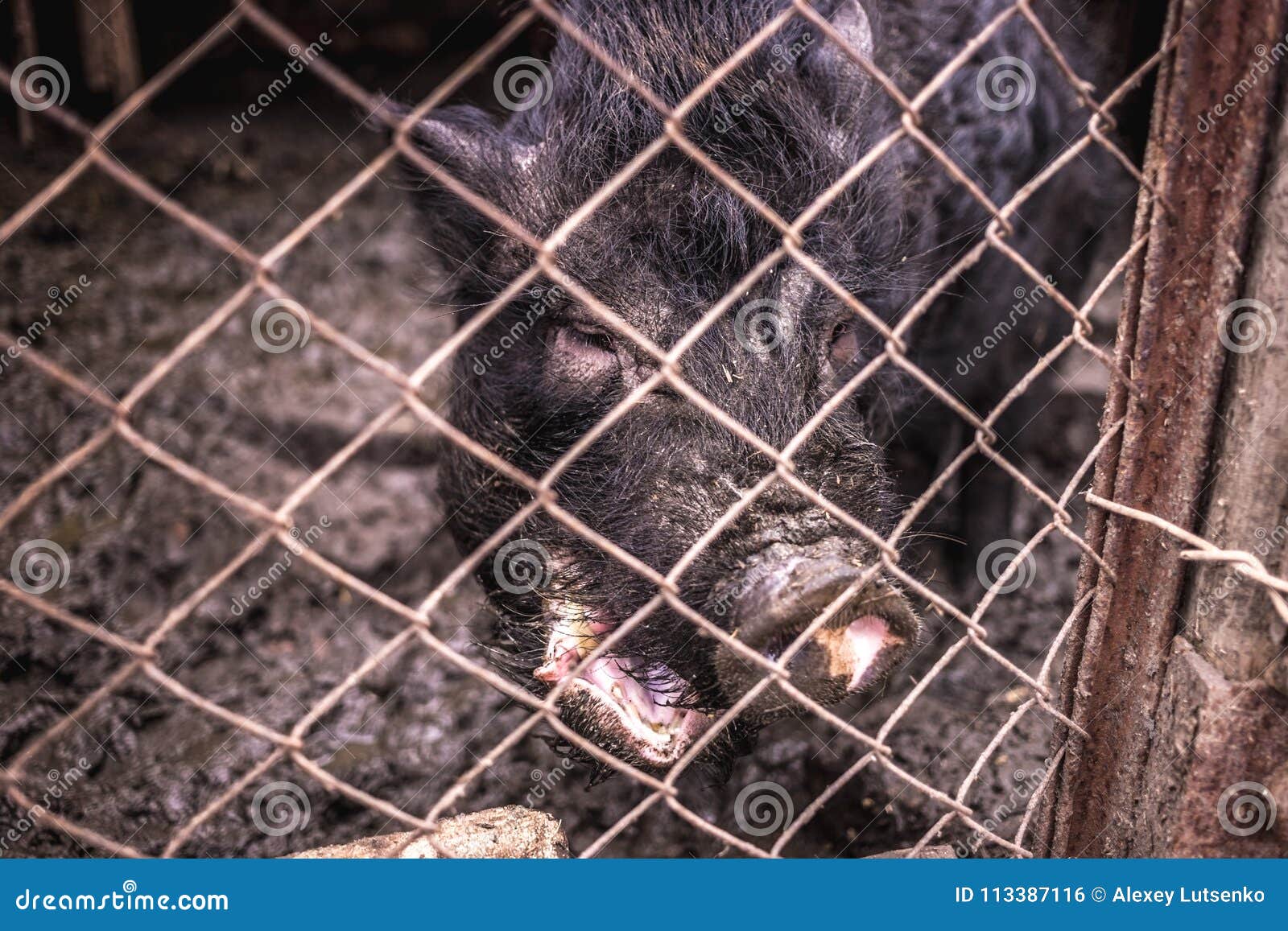 Vietnamese Pig Behind a Mesh Fence on a Farm. Stock Photo - Image of ...