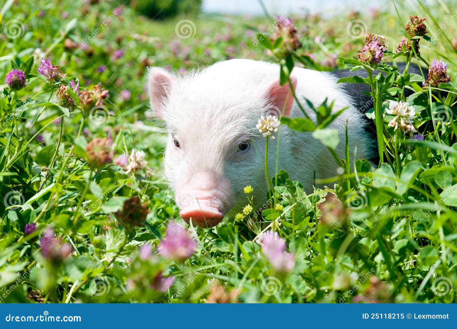 Vietnamese Pig, Eating Grass on a Sunny Day Stock Image - Image of ...