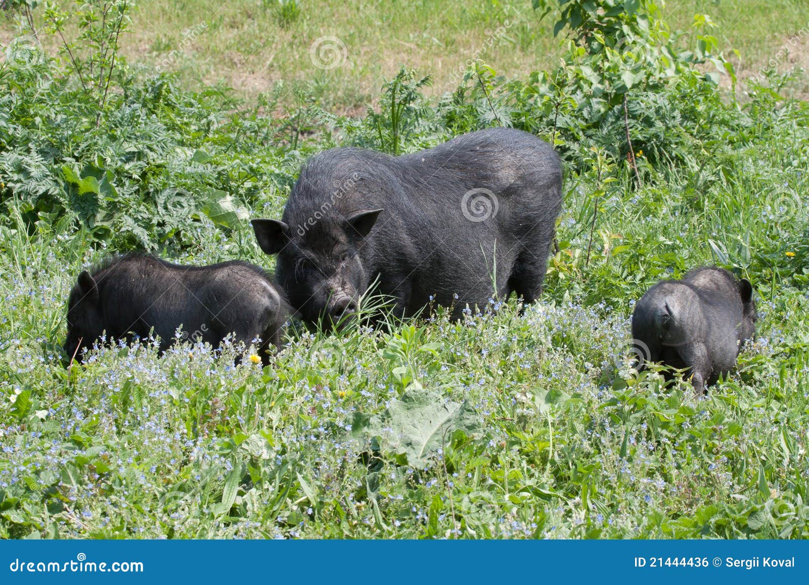 Vietnamese Pig with Piglets Stock Photo - Image of vietnam, black: 21444436