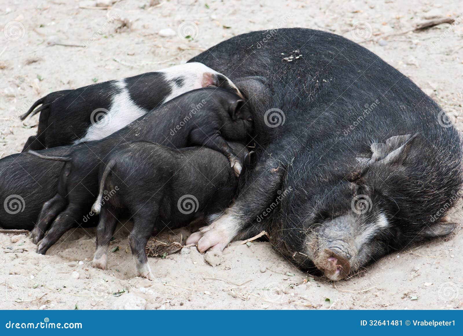Vietnamese Pig with Piglets Stock Image - Image of feeding, brood: 32641481