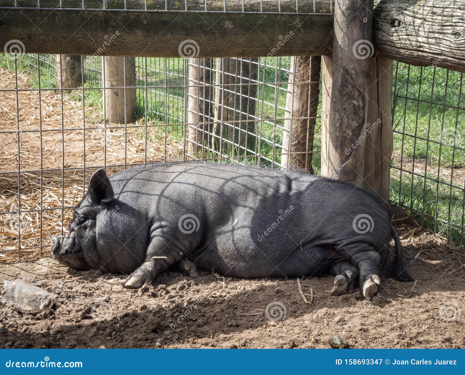 Vietnamese Pig Resting on the Ground Stock Image - Image of ground ...
