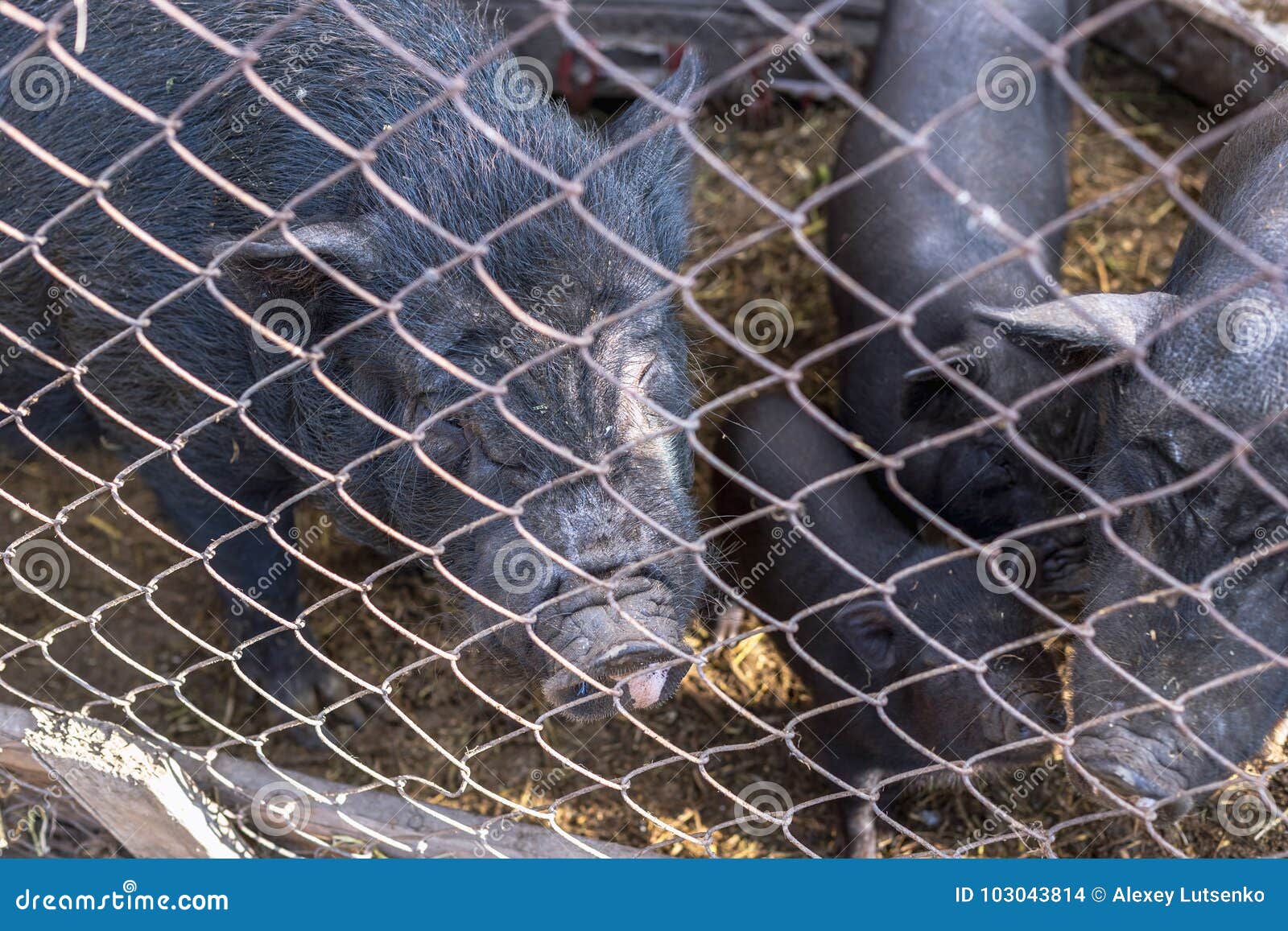 Vietnamese Pigs Behind a Mesh Fence on a Farm Stock Photo - Image of ...
