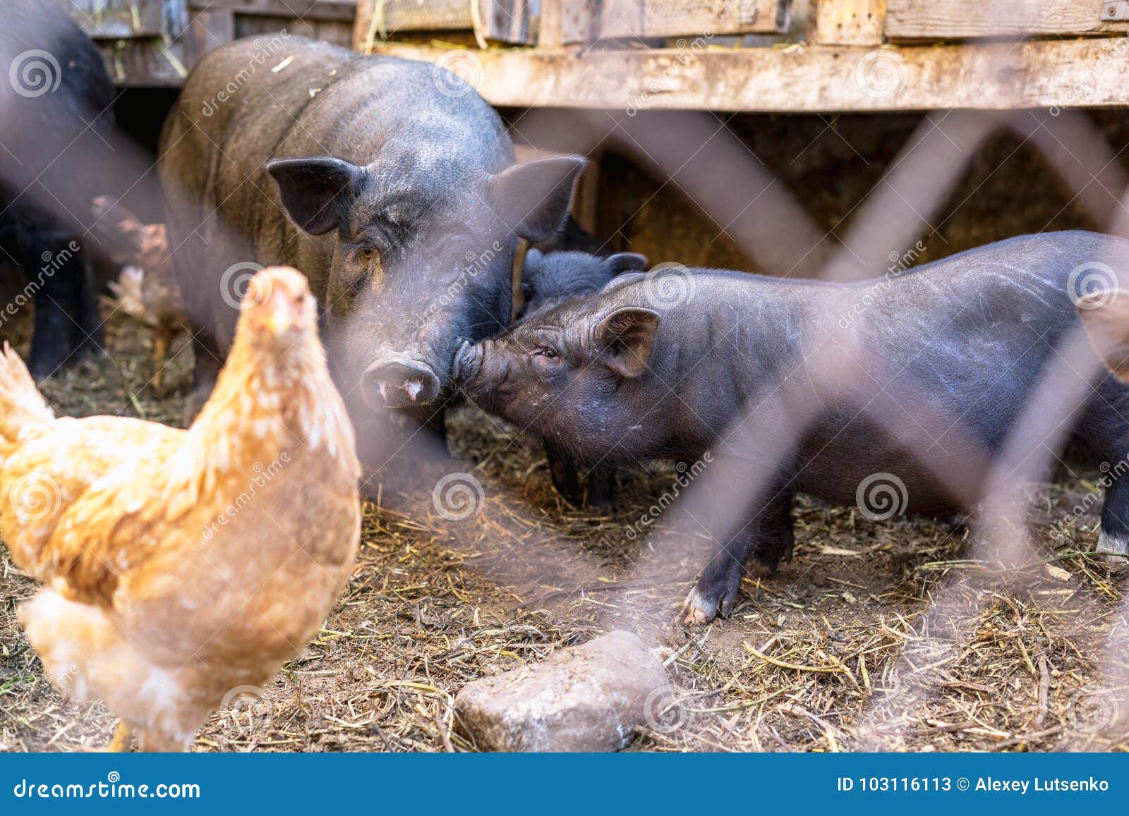 Vietnamese Pigs Behind a Mesh Fence on a Farm Stock Image - Image of ...