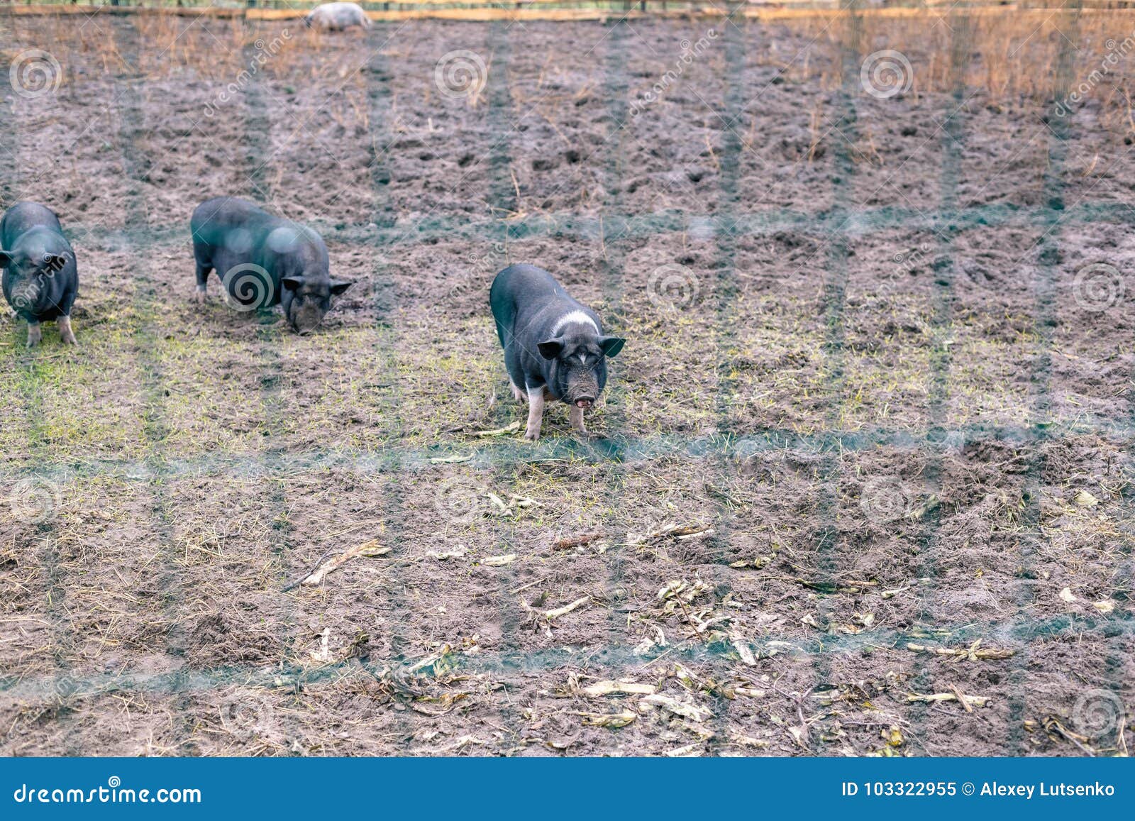 Vietnamese Pigs Behind a Mesh Fence on a Farm Stock Image - Image of ...