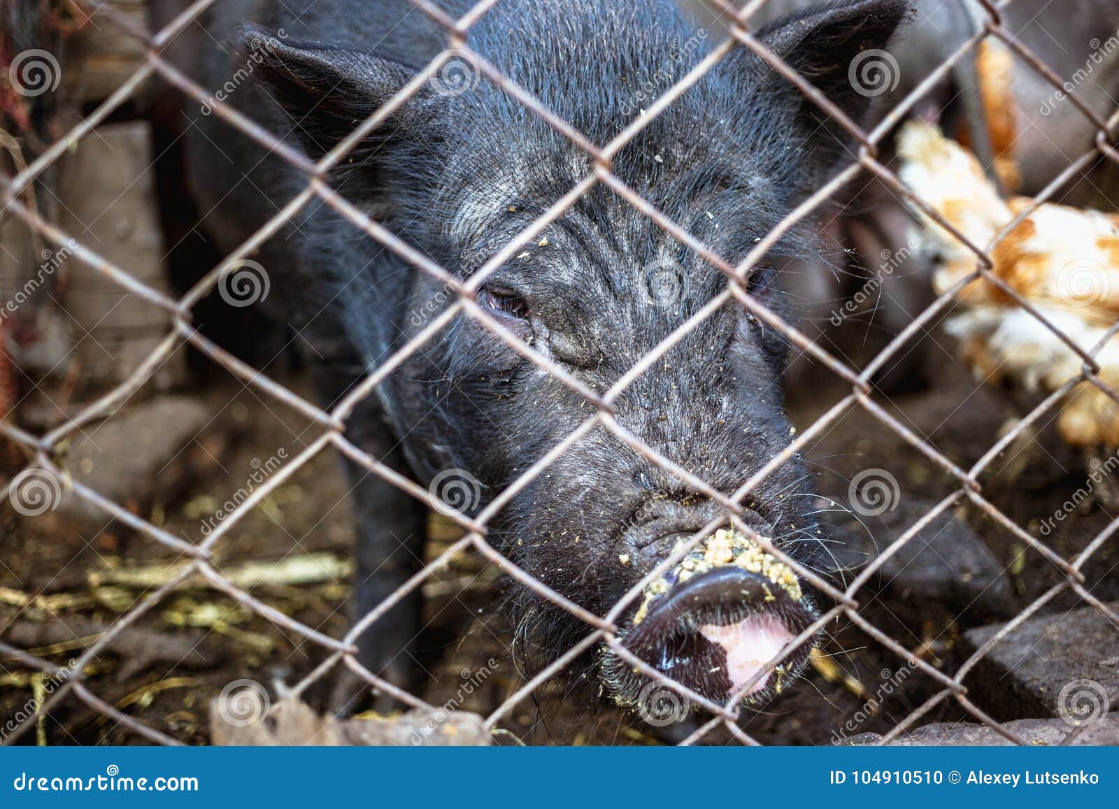 Vietnamese Pigs Behind a Mesh Fence on a Farm. Stock Photo - Image of ...