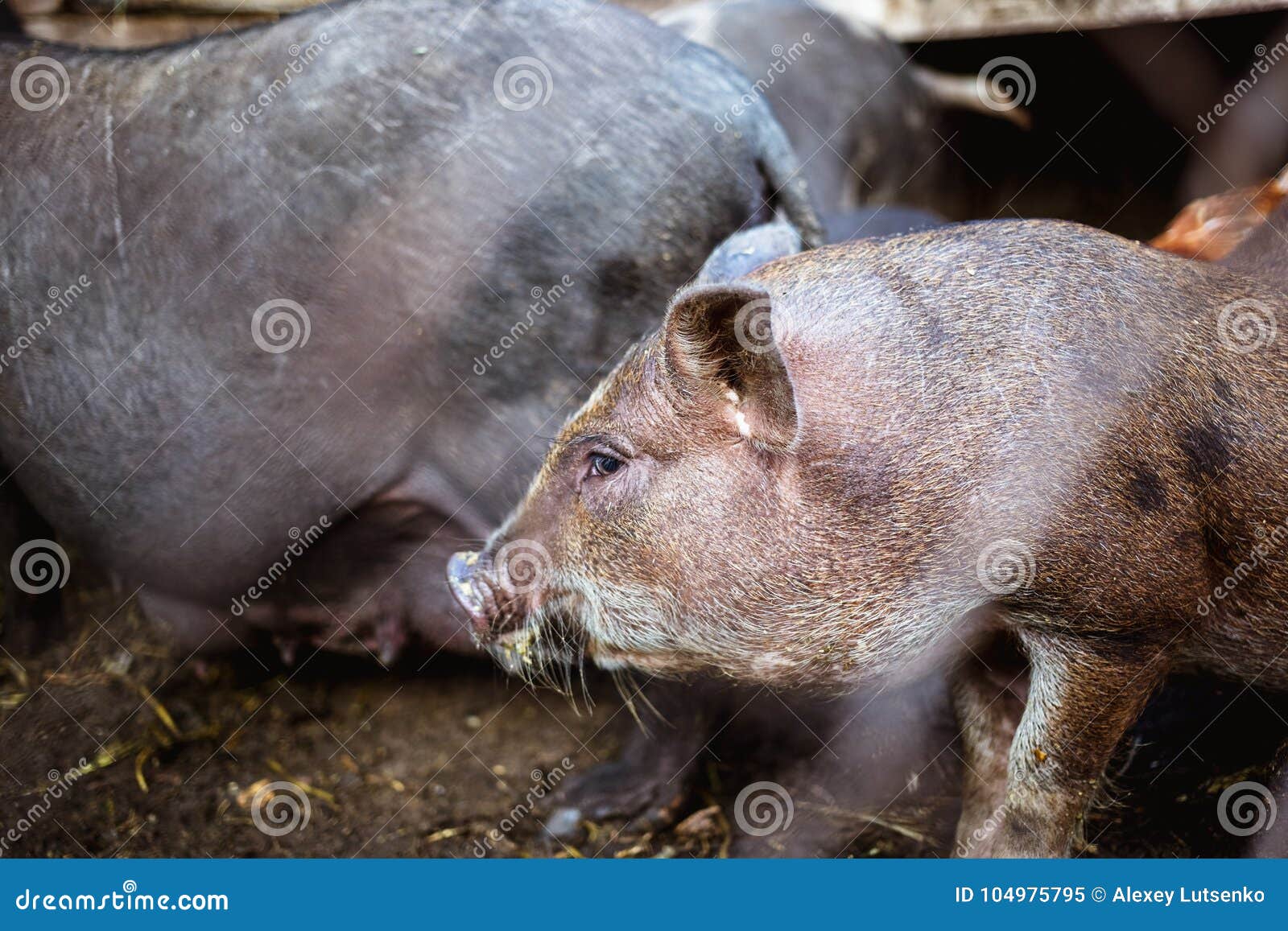Vietnamese Pigs Behind a Mesh Fence on a Farm. Stock Image - Image of ...
