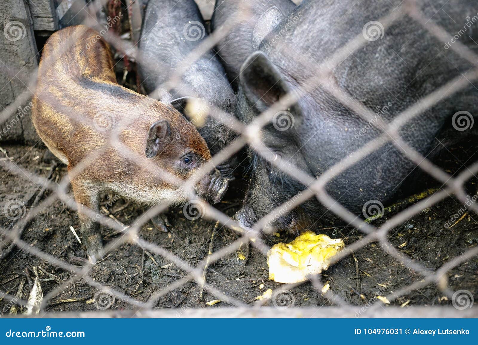 Vietnamese Pigs Behind a Mesh Fence on a Farm. Stock Image - Image of ...