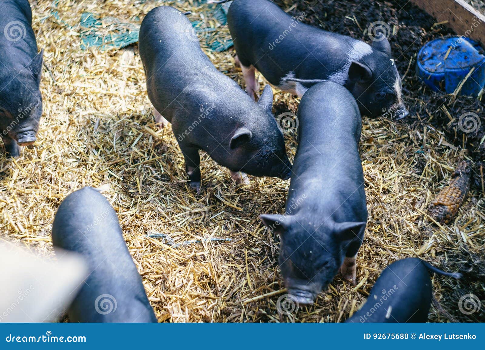 Vietnamese pigs stock photo. Image of natural, animal - 92675680