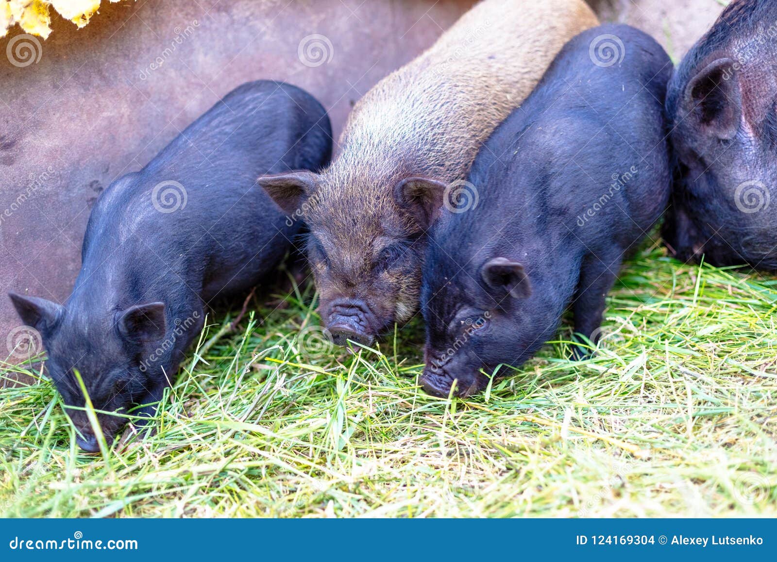 Vietnamese Pigs on the Farm. Stock Photo - Image of beautiful, hungry ...