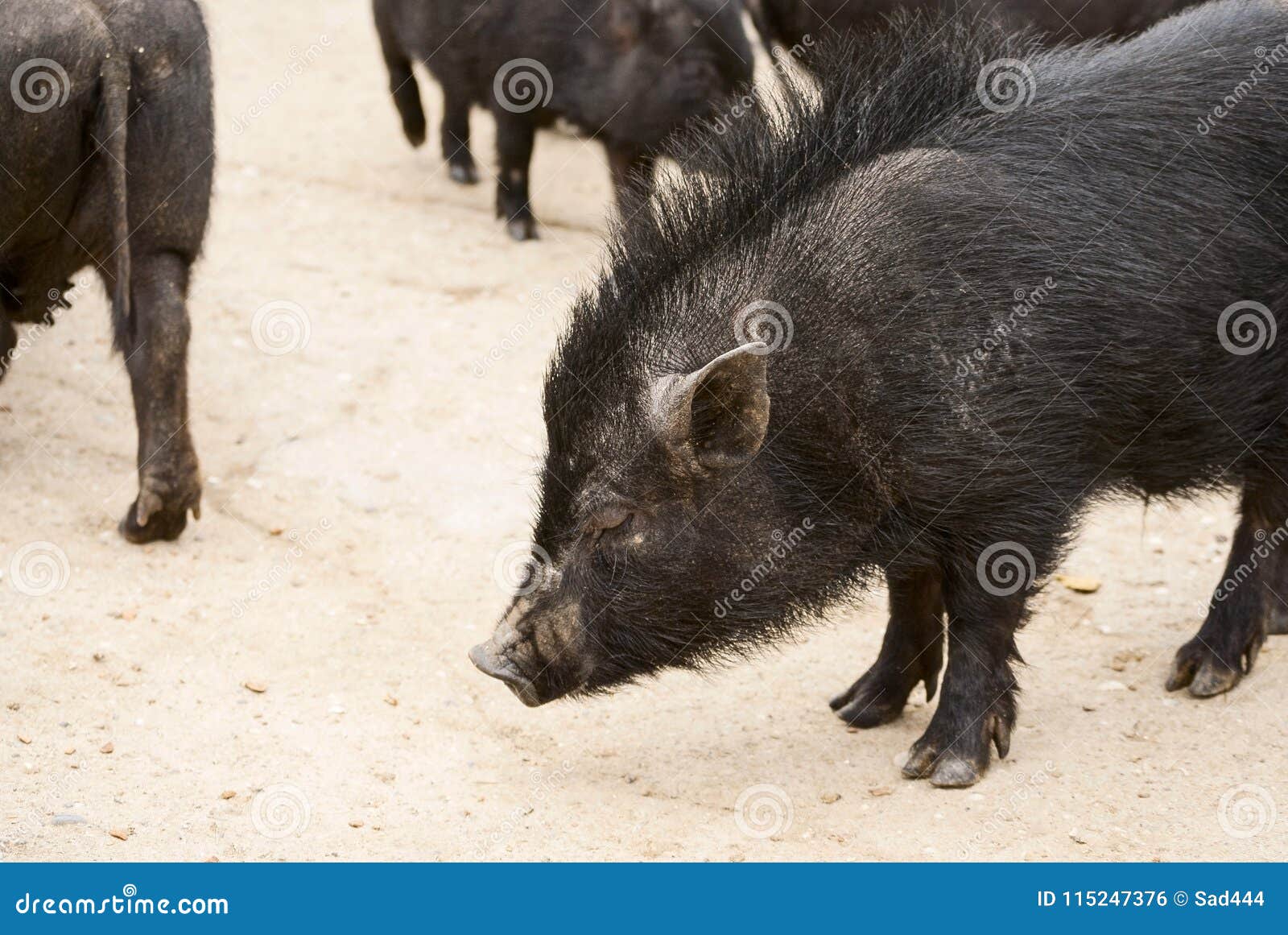 Vietnamese pigs stock photo. Image of rural, tail, side - 115247376