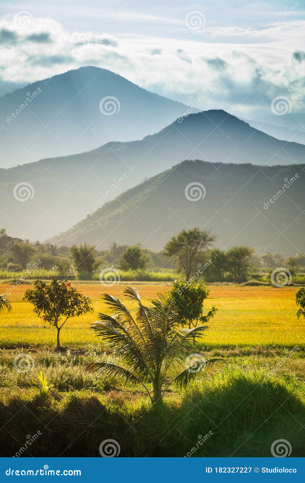 Vietnamese Rice Fields with Mountains in the Background Stock Image ...