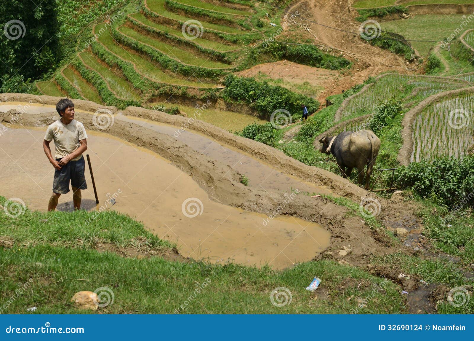 Vietnamese Rice Paddy Fields Editorial Stock Image - Image of nature ...