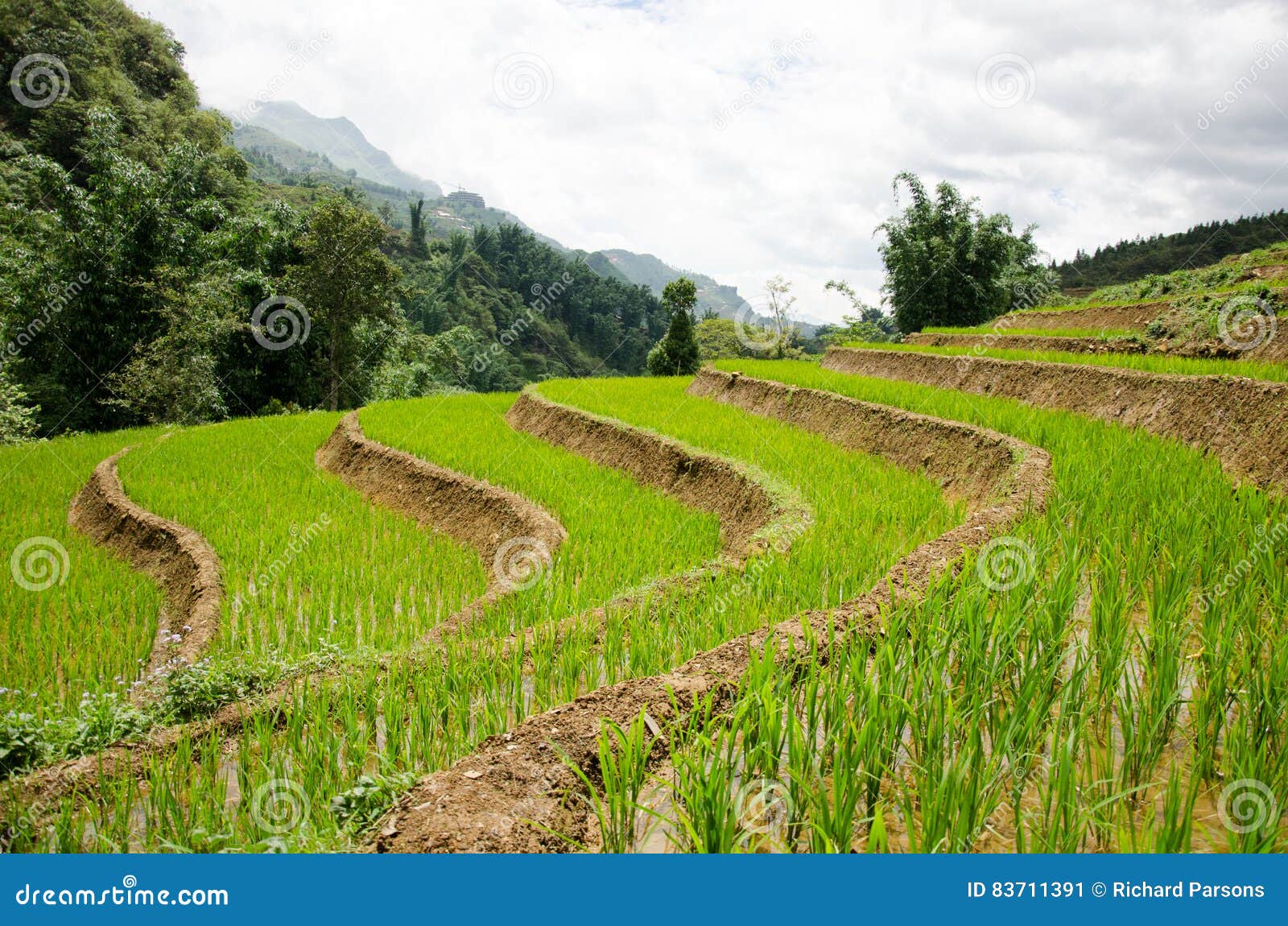 Vietnamese Rice Paddy Fields Stock Image - Image of sapa, terrace: 83711391