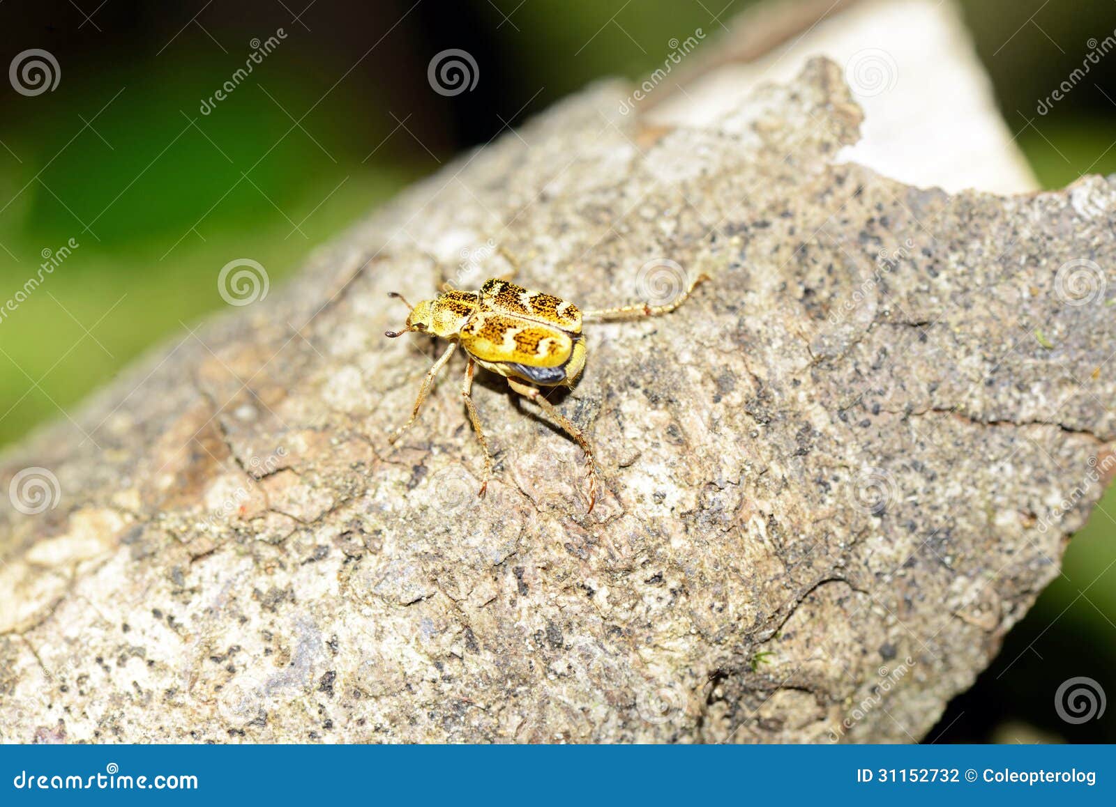 Vietnamese scarab beetle stock photo. Image of beetle - 31152732