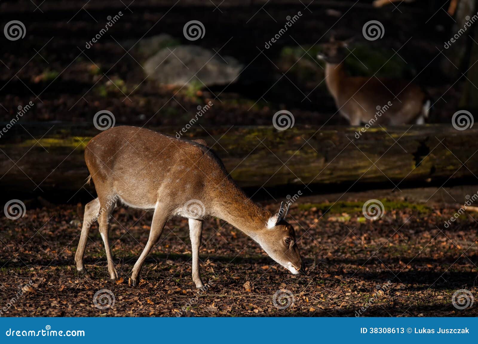 Vietnamese sika deer stock image. Image of landscape - 38308613