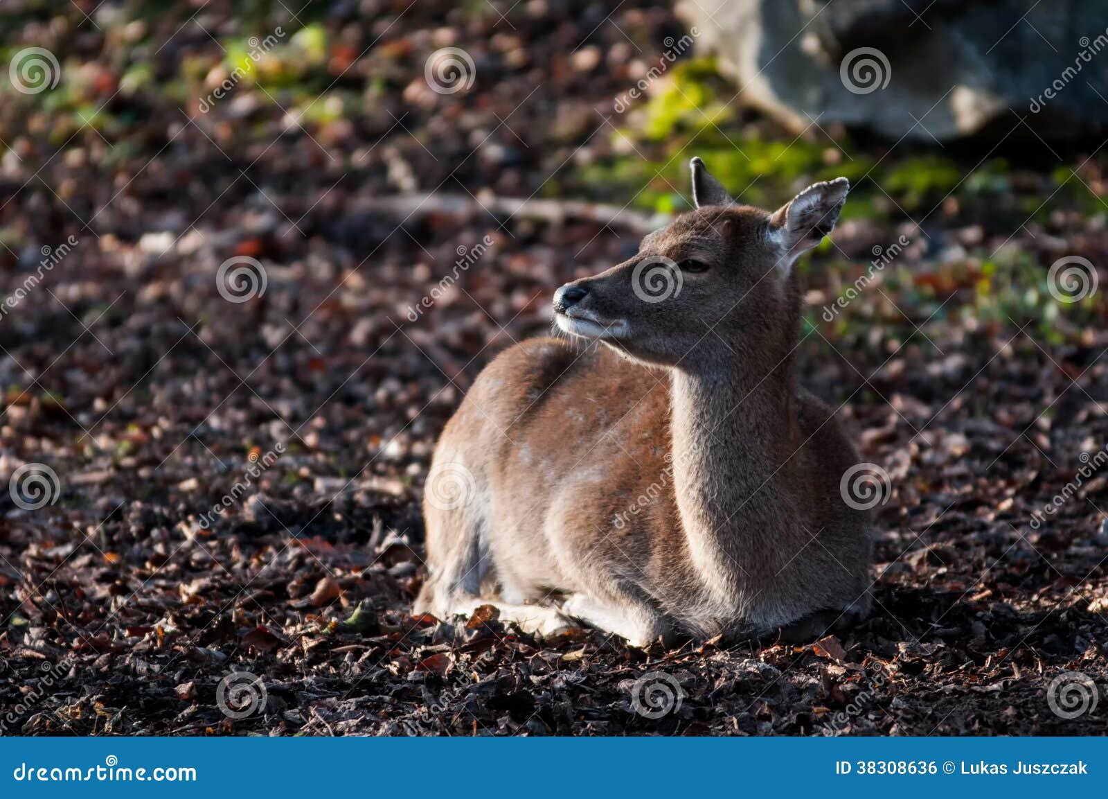 Vietnamese sika deer stock photo. Image of landscape - 38308636