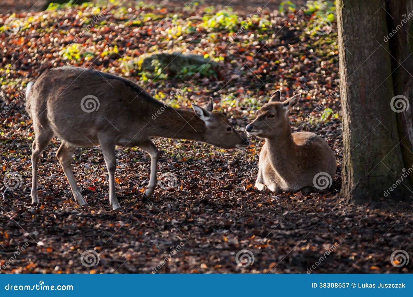 Vietnamese sika deer stock image. Image of beautiful - 38308657