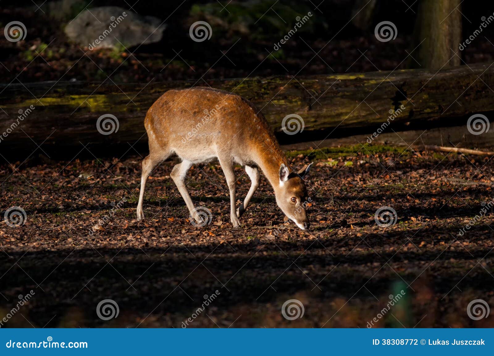 Vietnamese sika deer stock photo. Image of deer, natural - 38308772