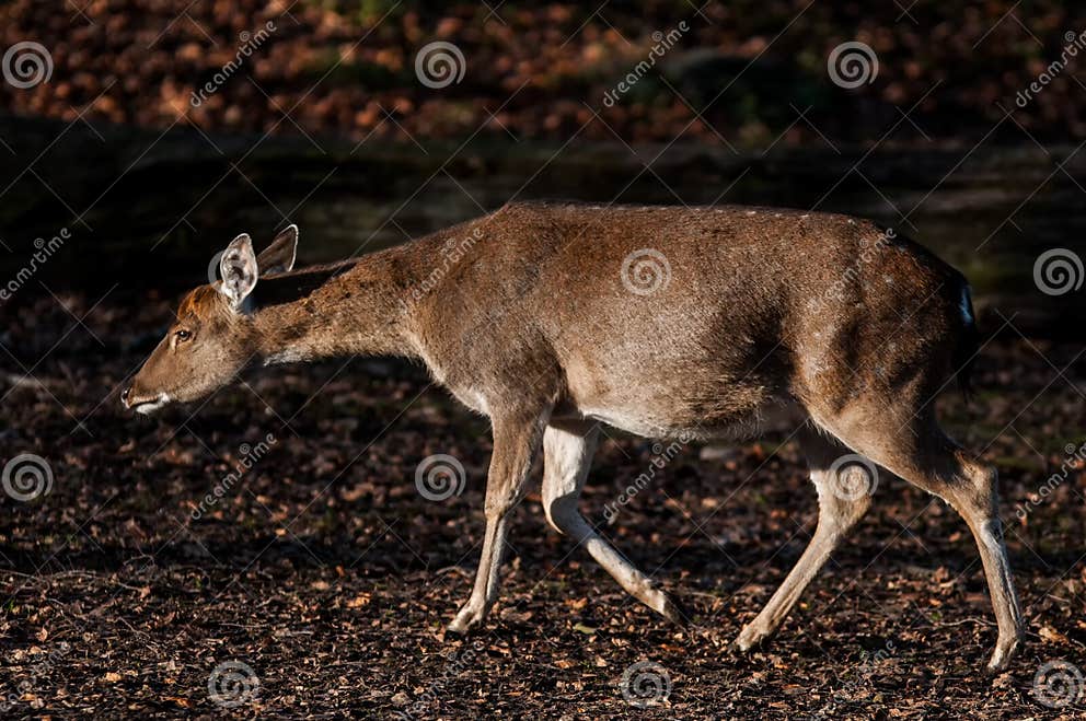 Vietnamese sika deer stock image. Image of animal, close - 38308835