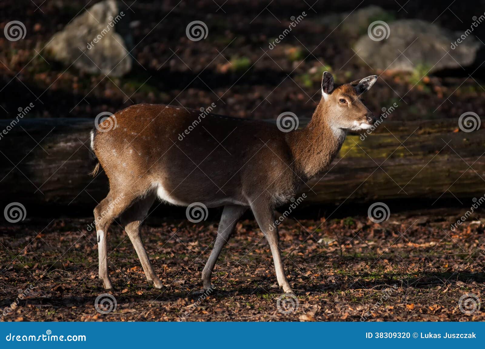 Vietnamese sika deer stock photo. Image of woods, environment - 38309320