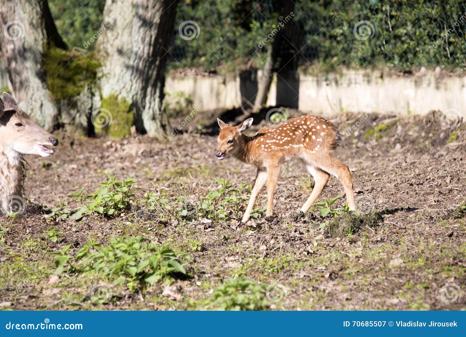 Vietnamese Sika Deer Stock Photos - Free & Royalty-Free Stock Photos ...
