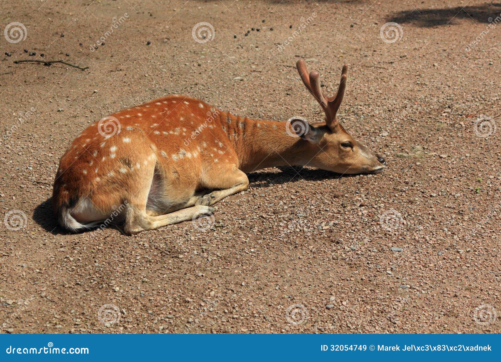 Vietnamese sika deer stock image. Image of pseudaxis - 32054749