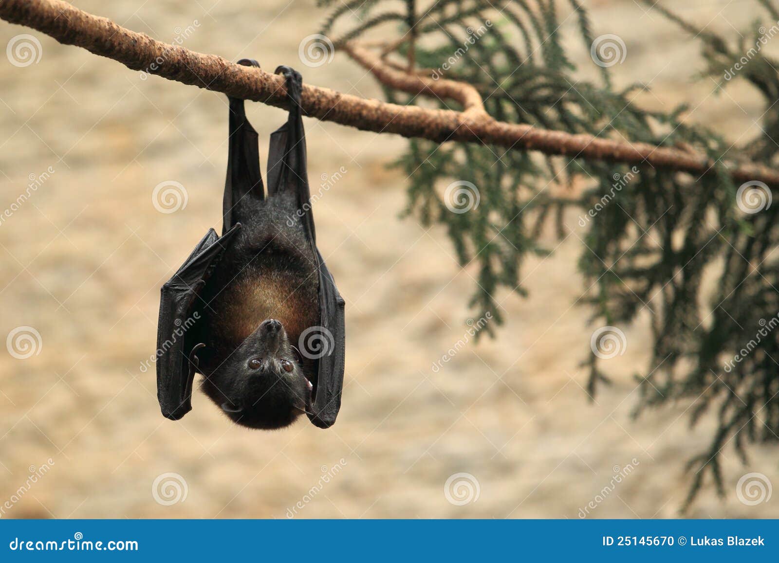 The Small Flying Fox, Island Flying Fox Or Variable Flying Fox Pteropus ...