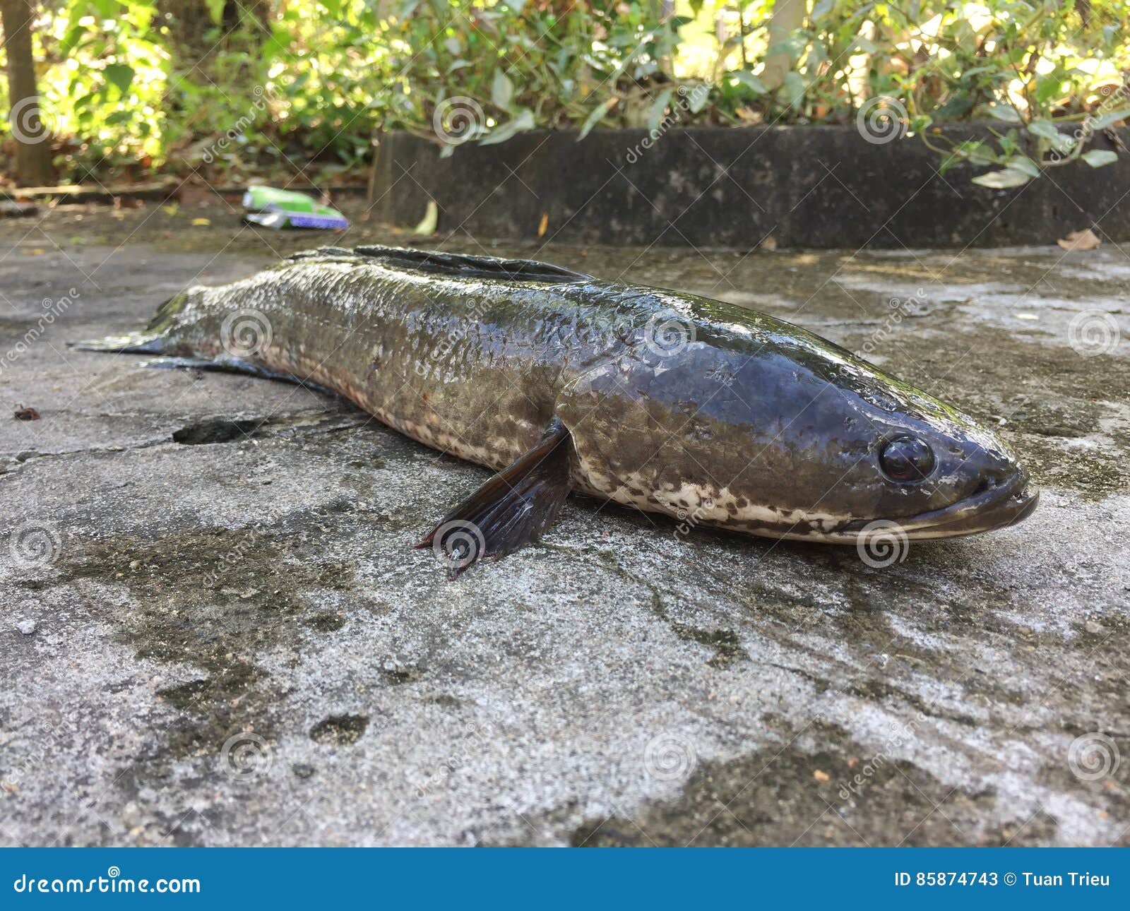 Vietnamese Snakehead or Striped Snakehead Fish, Channa Striata Stock ...