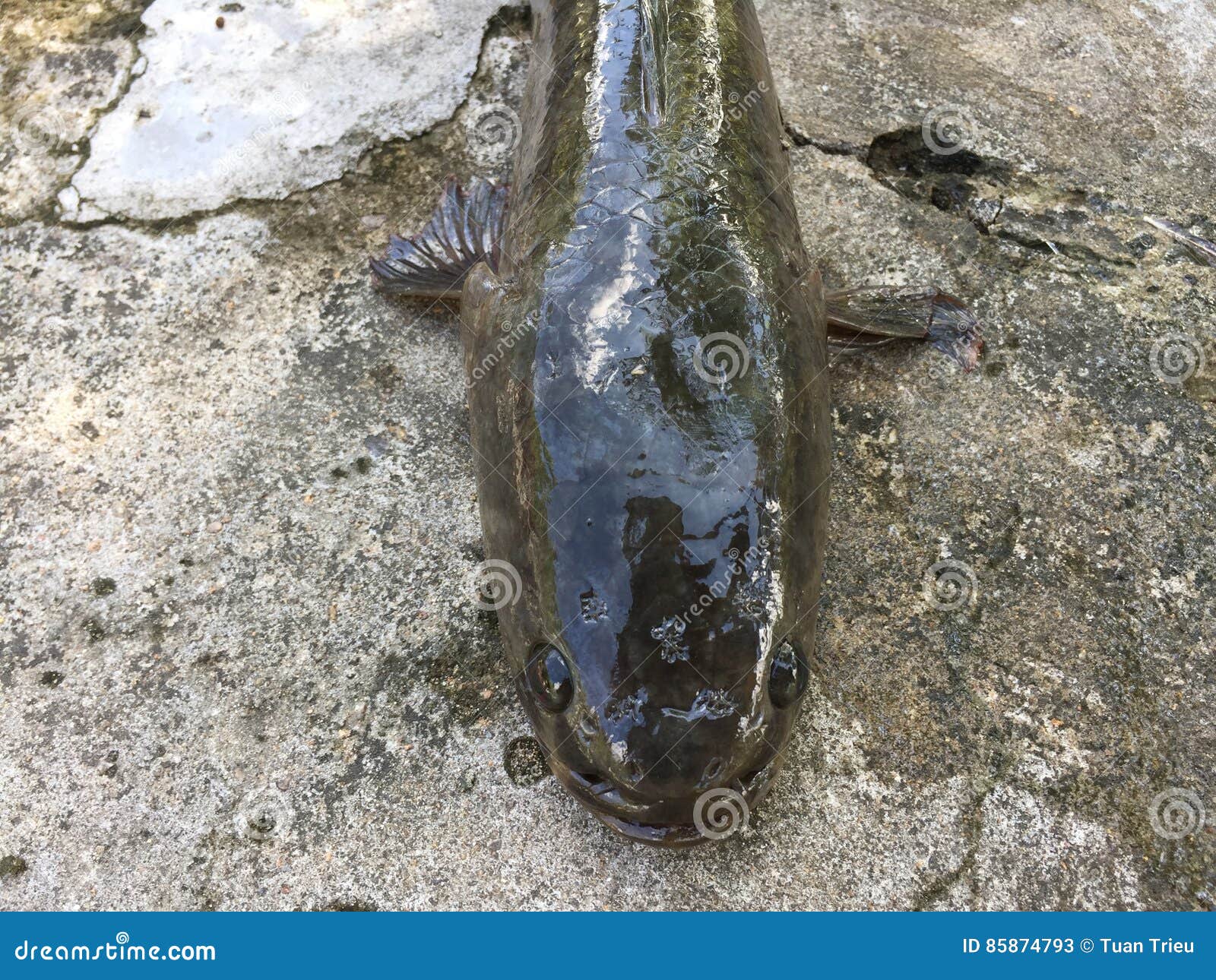 Vietnamese Snakehead or Striped Snakehead Fish, Channa Striata Stock ...