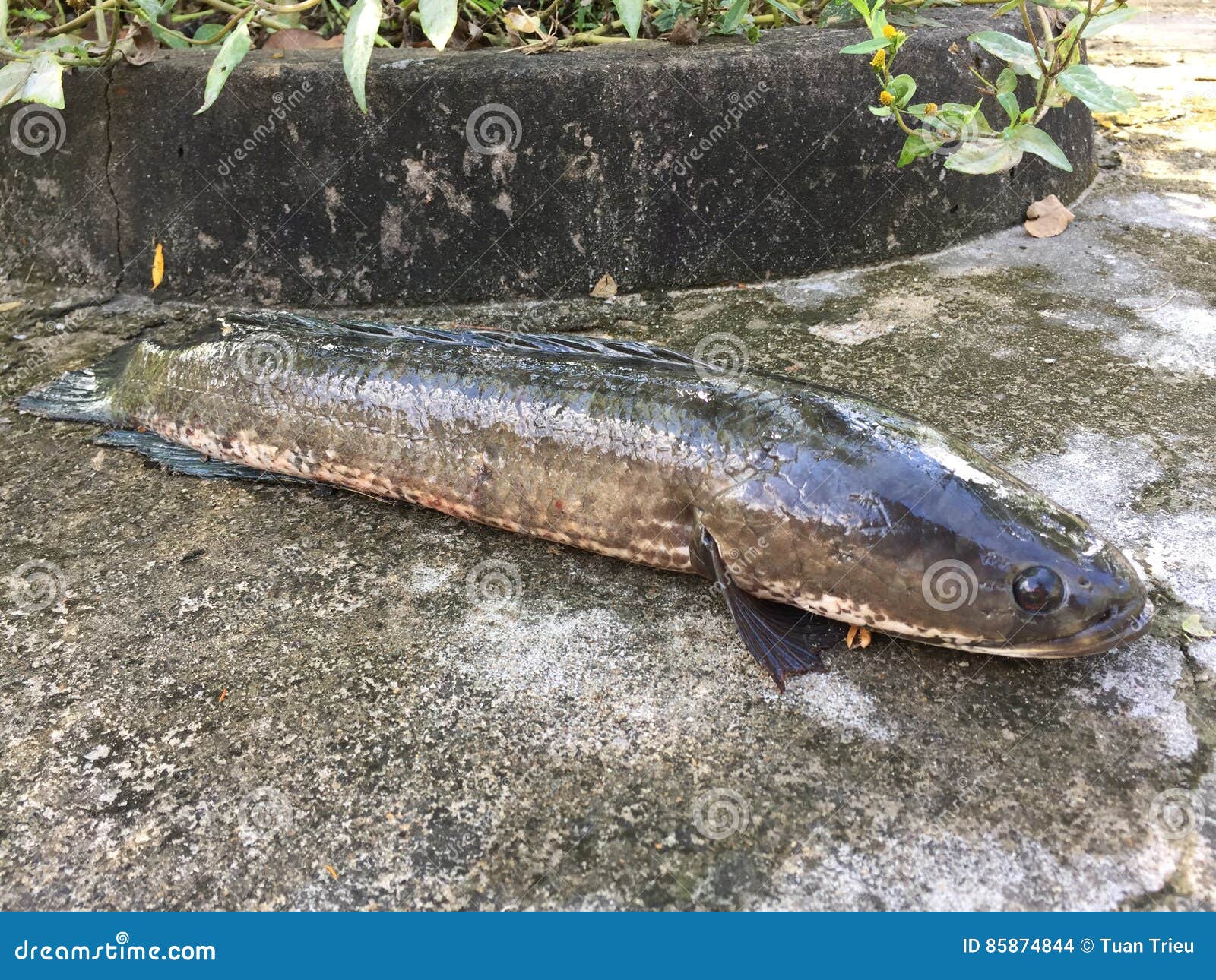 Vietnamese Snakehead or Striped Snakehead Fish, Channa Striata Stock ...