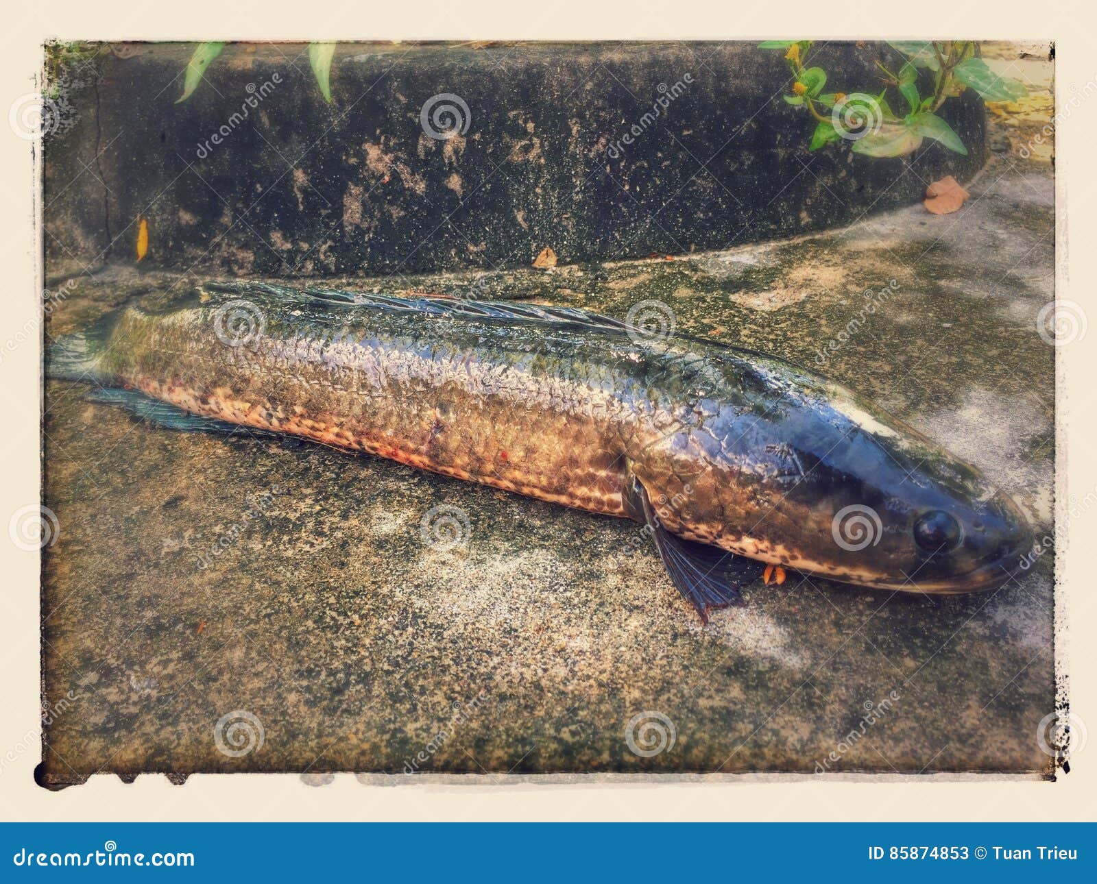 Vietnamese Snakehead or Striped Snakehead Fish, Channa Striata Stock ...