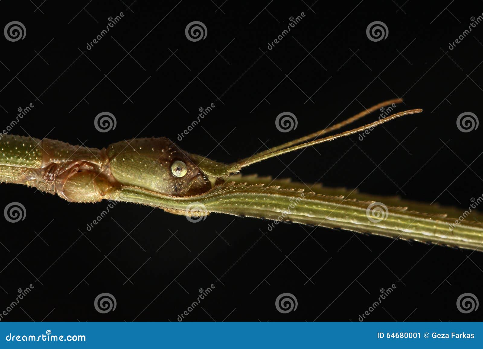 Vietnamese Stick Insect Isolated on Black Stock Image - Image of ...