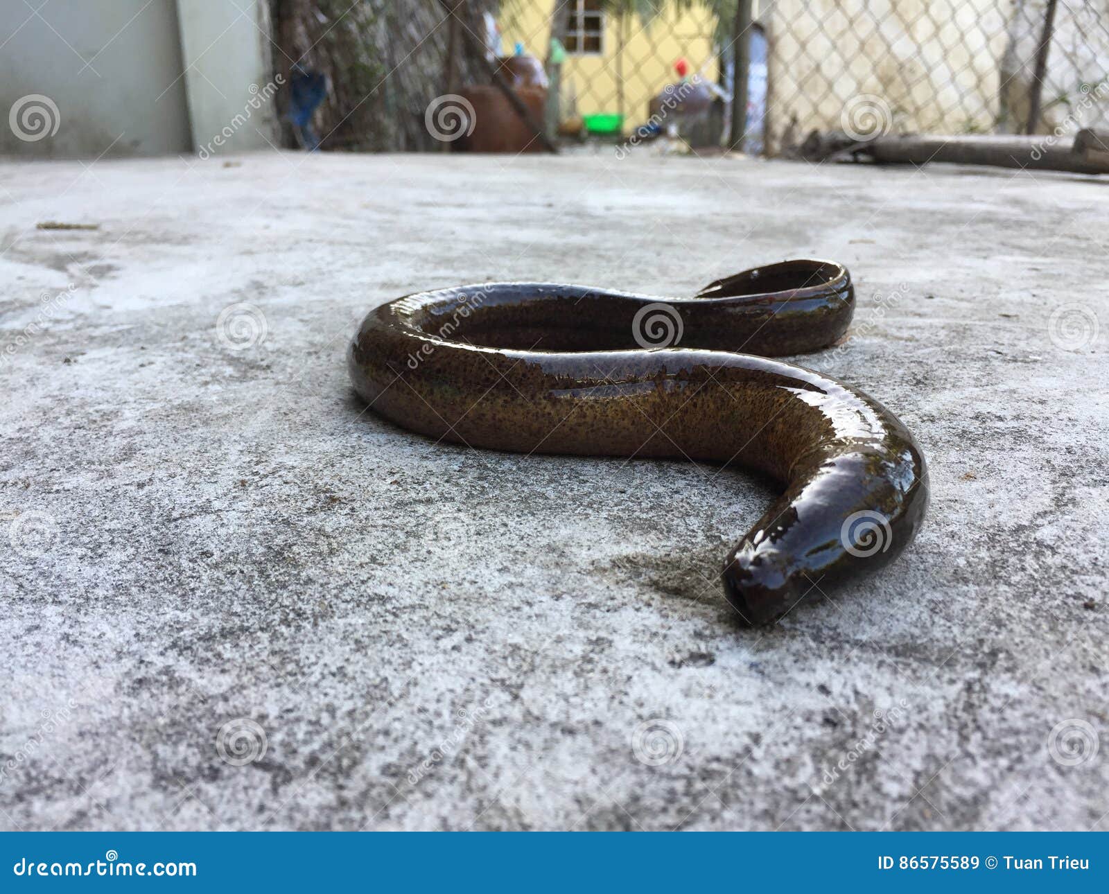 Vietnamese Swamp Eel, Monopterus Albus Stock Image - Image of fishery ...