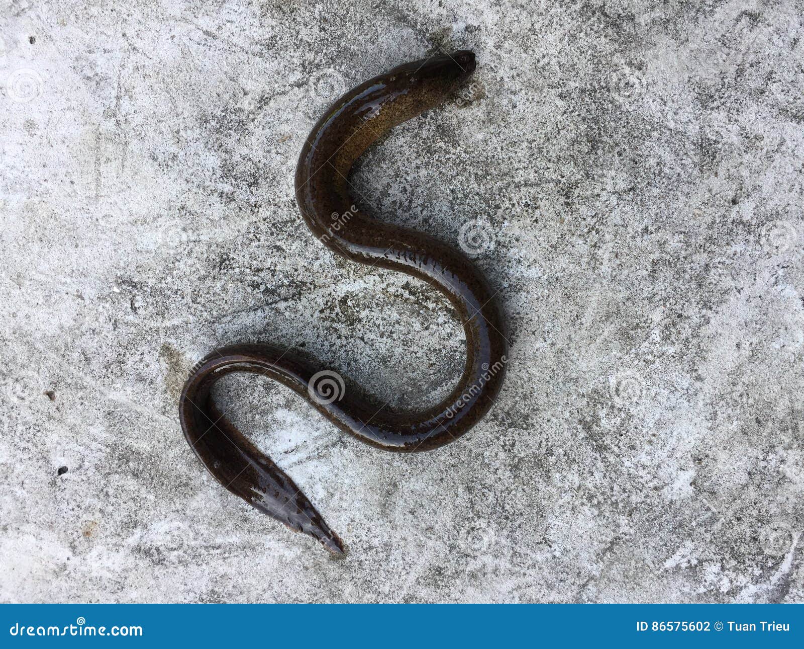 Vietnamese Swamp Eel, Monopterus Albus Stock Photo - Image of seabream ...