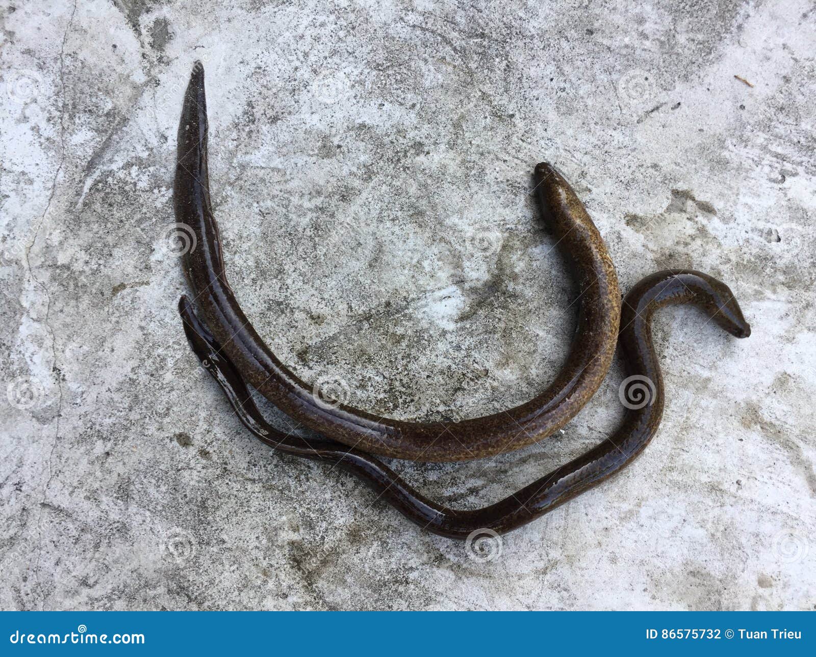 Vietnamese Swamp Eel, Monopterus Albus Stock Photo - Image of ...